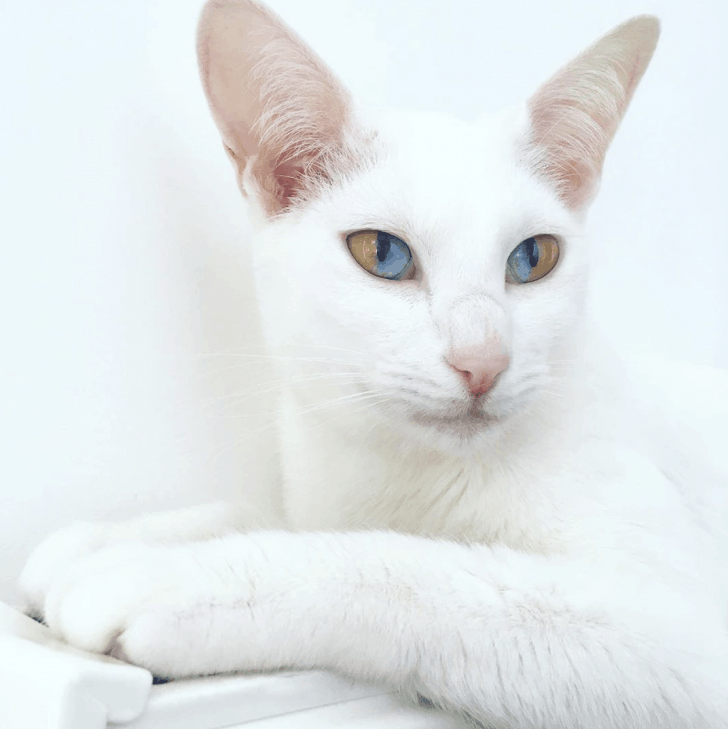 Rescue Kitty Named Crazy Eyes Olive Is Too Cute For Words - Cole ...