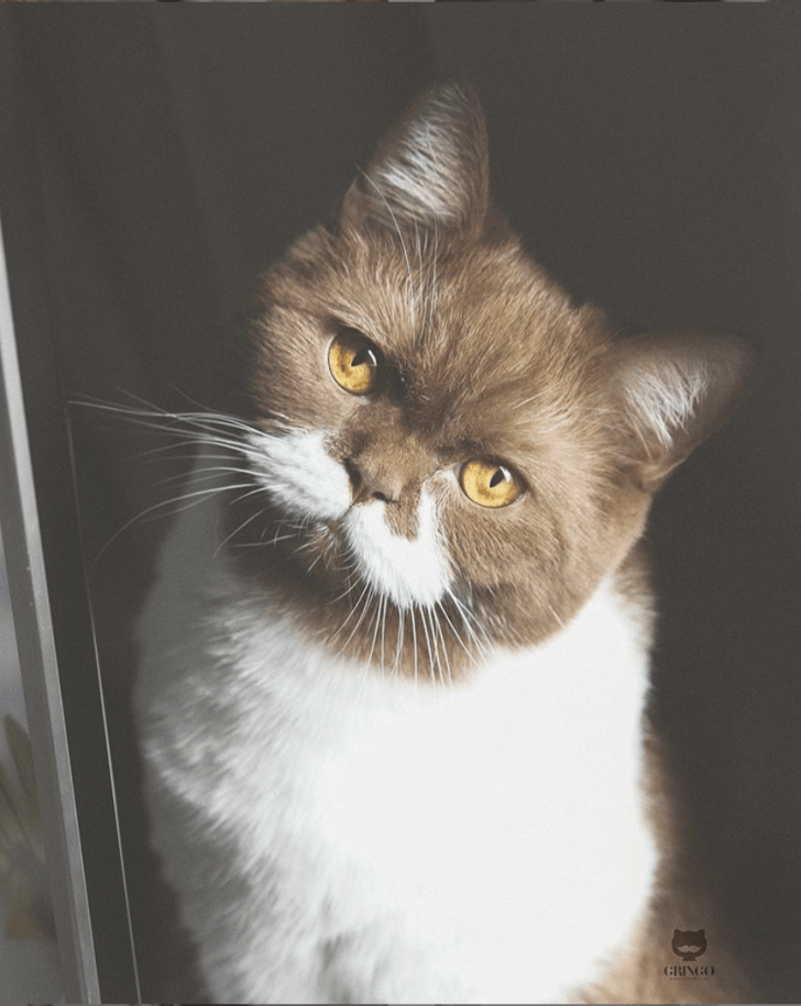 Meet Gringo: A Super Cool Cat With A Proper Moustache - Cole & Marmalade