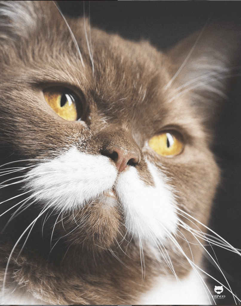 Meet Gringo: A Super Cool Cat With A Proper Moustache - Cole & Marmalade
