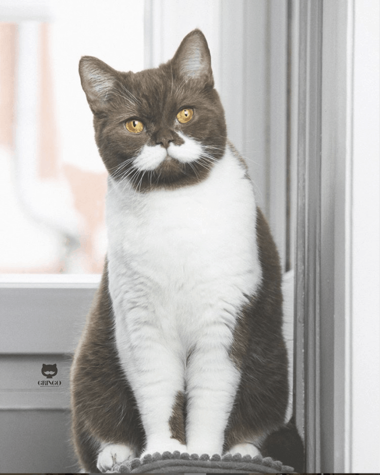 Meet Gringo: A Super Cool Cat With A Proper Moustache - Cole & Marmalade