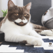Meet Gringo: A Super Cool Cat With A Proper Moustache - Cole & Marmalade