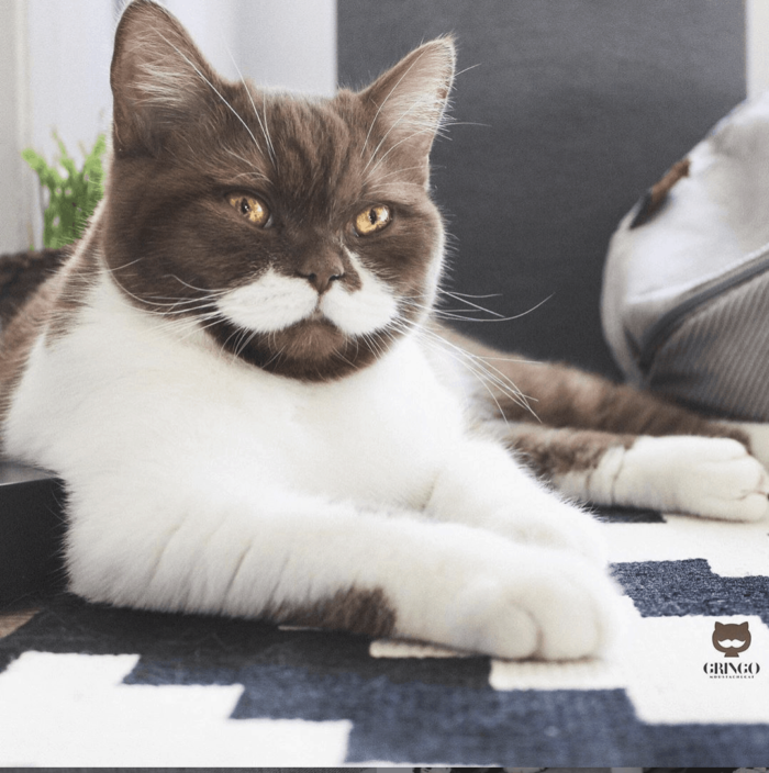 Meet Gringo: A Super Cool Cat With A Proper Moustache - Cole & Marmalade