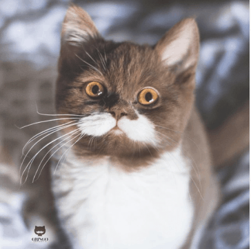 Meet Gringo: A Super Cool Cat With A Proper Moustache - Cole & Marmalade