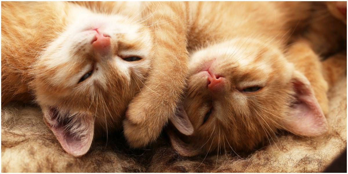 15 Facts About Kittens That Might Surprise Even Long Time Cat Lovers 15 Facts About Kittens That Might Surprise Even Long Time Cat Lovers