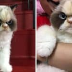 Meet Gringo: A Super Cool Cat With A Proper Moustache - Cole & Marmalade