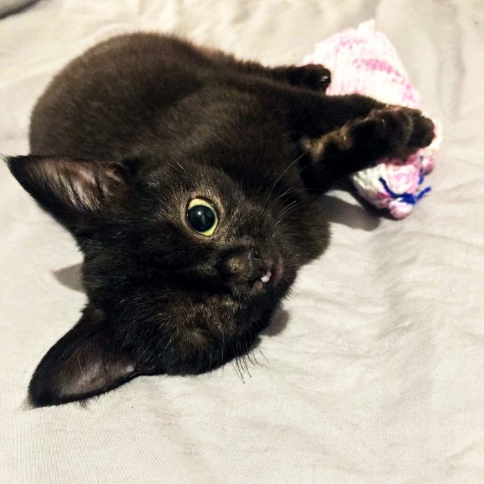 Kitten With A Cleft Lip And One Eye Finally Found Her Forever Home ...