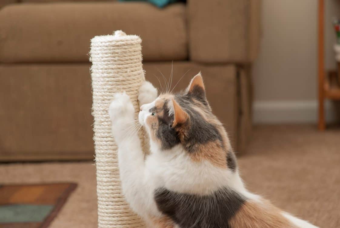 What You Need To Know About Your Cat's Claws - Cole & Marmalade