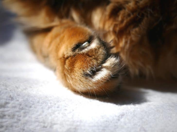 What You Need To Know About Your Cat's Claws - Cole & Marmalade
