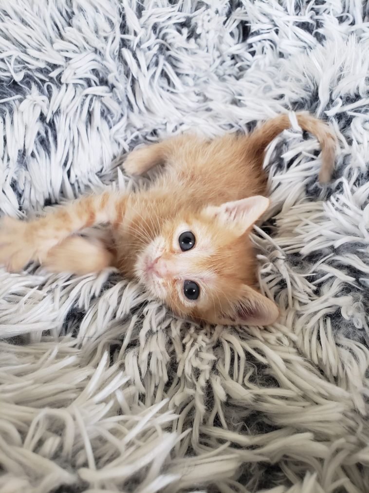 This Little Bean Can Now See The Happy Life That Awaits Him - Cole ...