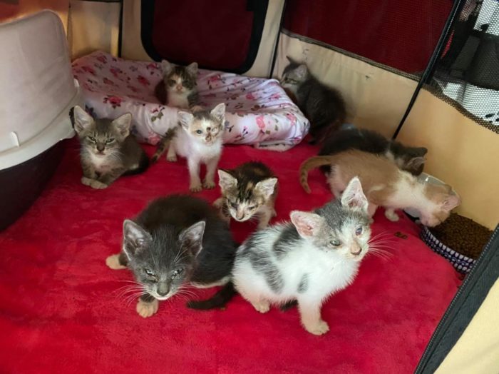 Nine Kittens Given Only 2 Hours To Live, A Week Later They Are The Cast ...