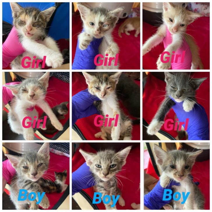 Nine Kittens Given Only 2 Hours To Live, A Week Later They Are The Cast ...