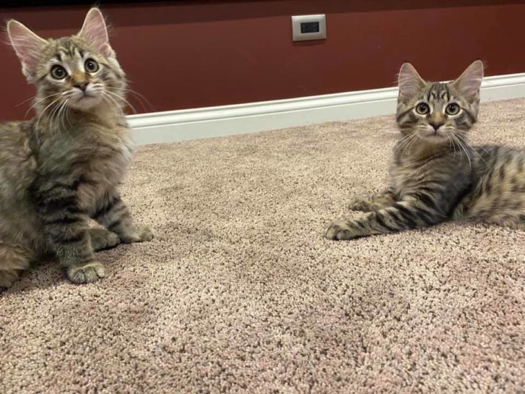 Have You Ever Seen Two Cuter Bonded Brother Kittens? - Cole & Marmalade