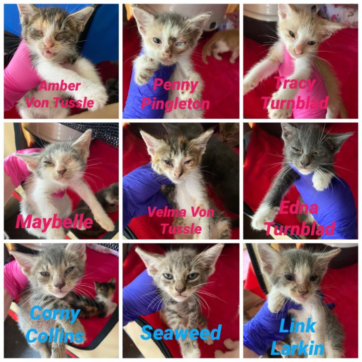 Nine Kittens Given Only 2 Hours To Live, A Week Later They Are The Cast ...