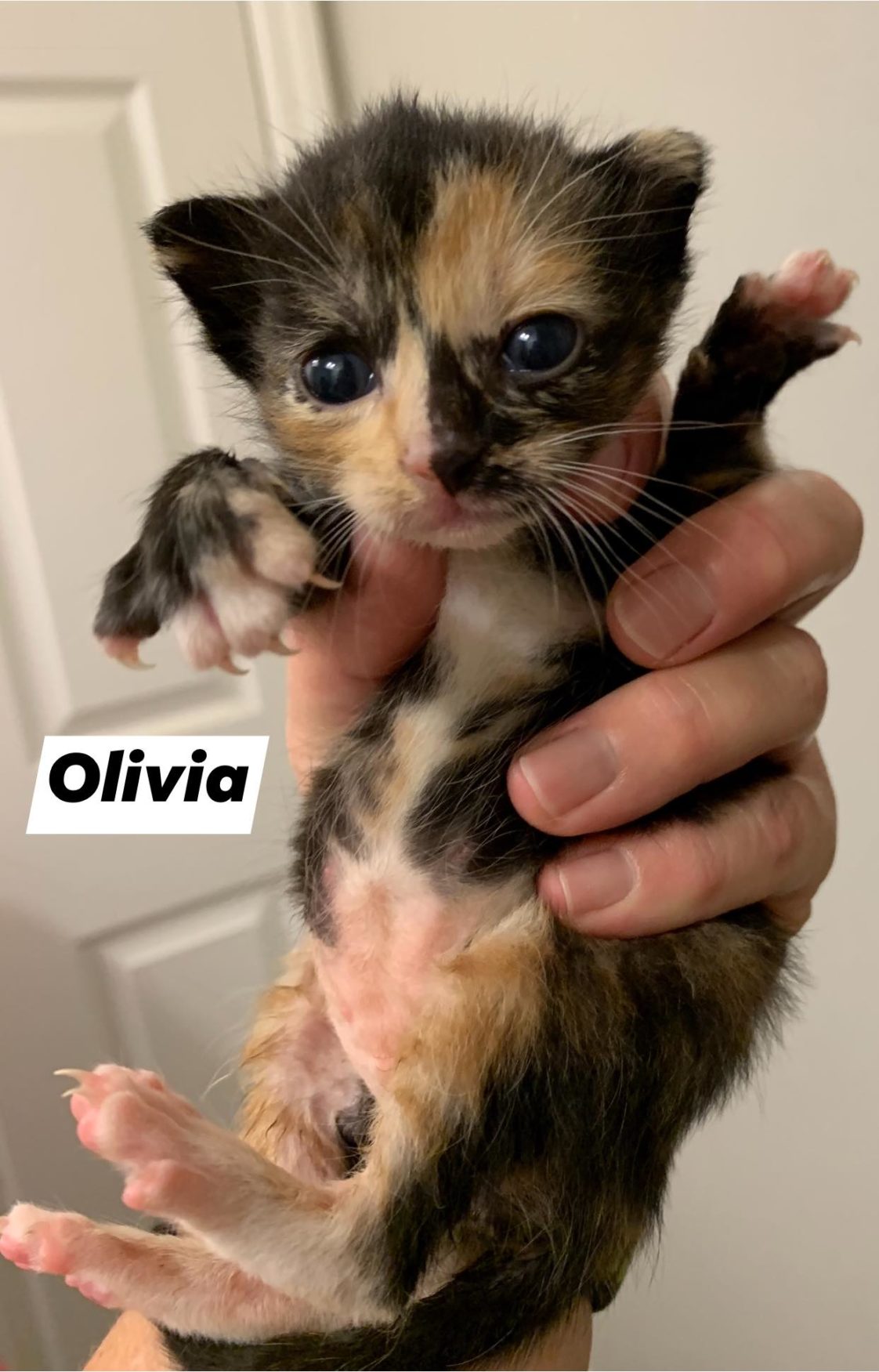 Neonatal Kittens Wearing Hoodies Is The Cutest Thing You'll See Today ...