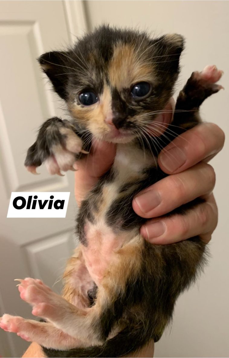 Neonatal Kittens Wearing Hoodies Is The Cutest Thing You'll See Today ...