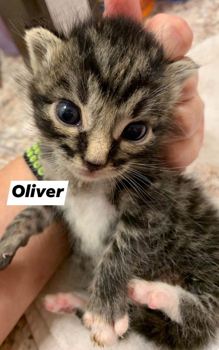 Neonatal Kittens Wearing Hoodies Is The Cutest Thing You'll See Today ...