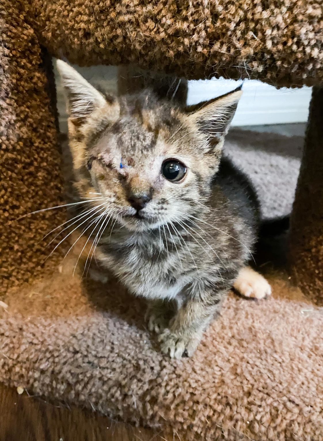 HAPPY TAIL UPDATE; Pirate Kitty Betsy Proves One Eyed Cats ARRRH Still ...