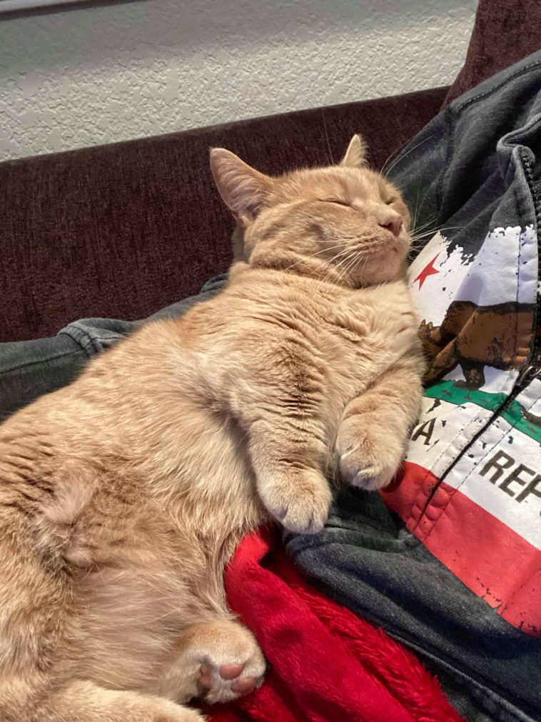 Munchkin Cat Bravely Finds A Surprising New Friend In Rescued Pet Rat ...