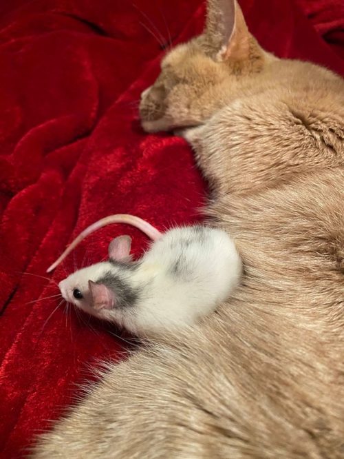 Munchkin Cat Bravely Finds A Surprising New Friend In Rescued Pet Rat ...