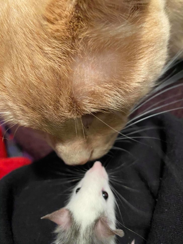 Munchkin Cat Bravely Finds A Surprising New Friend In Rescued Pet Rat ...
