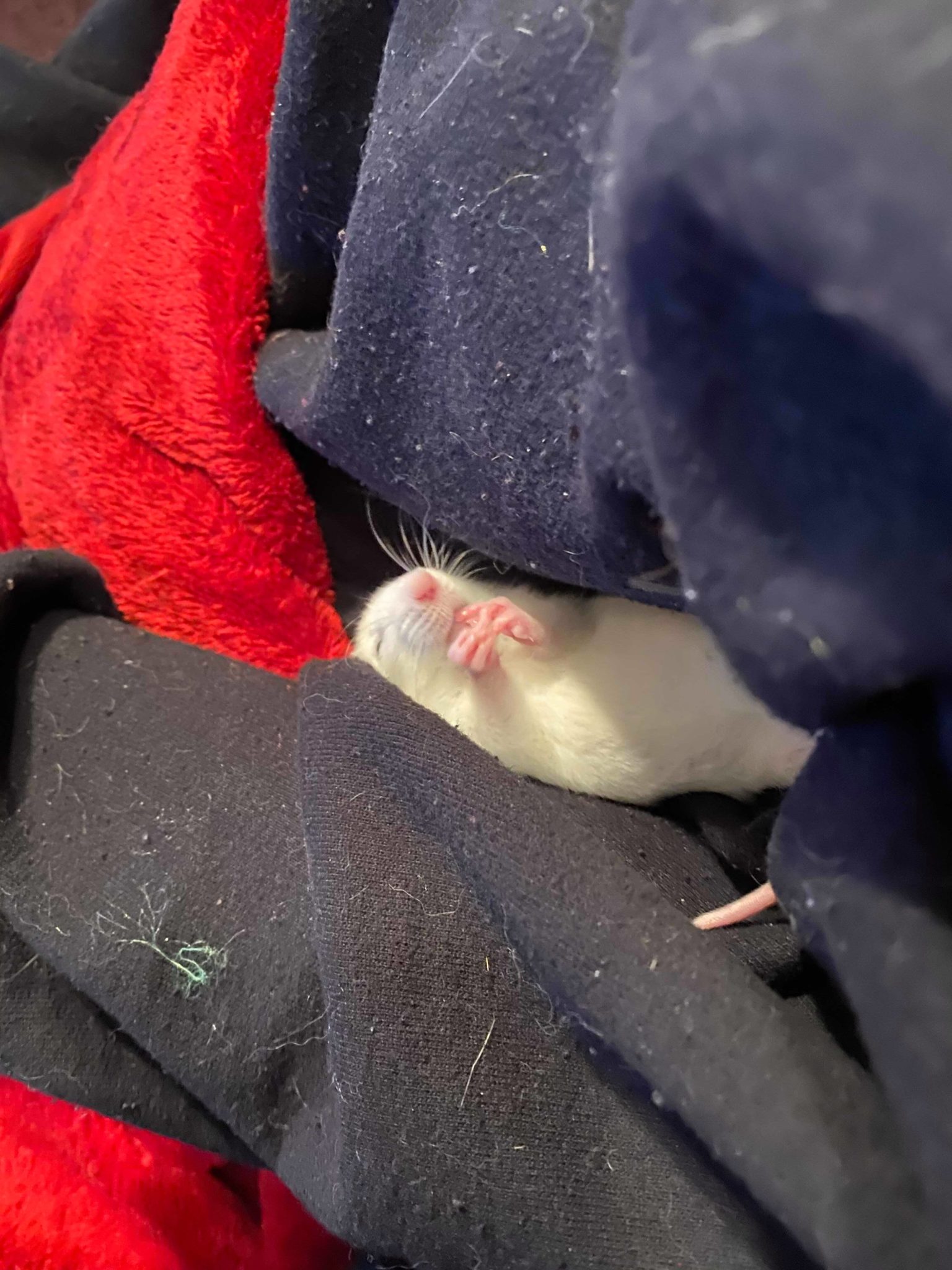 Munchkin Cat Bravely Finds A Surprising New Friend In Rescued Pet Rat ...