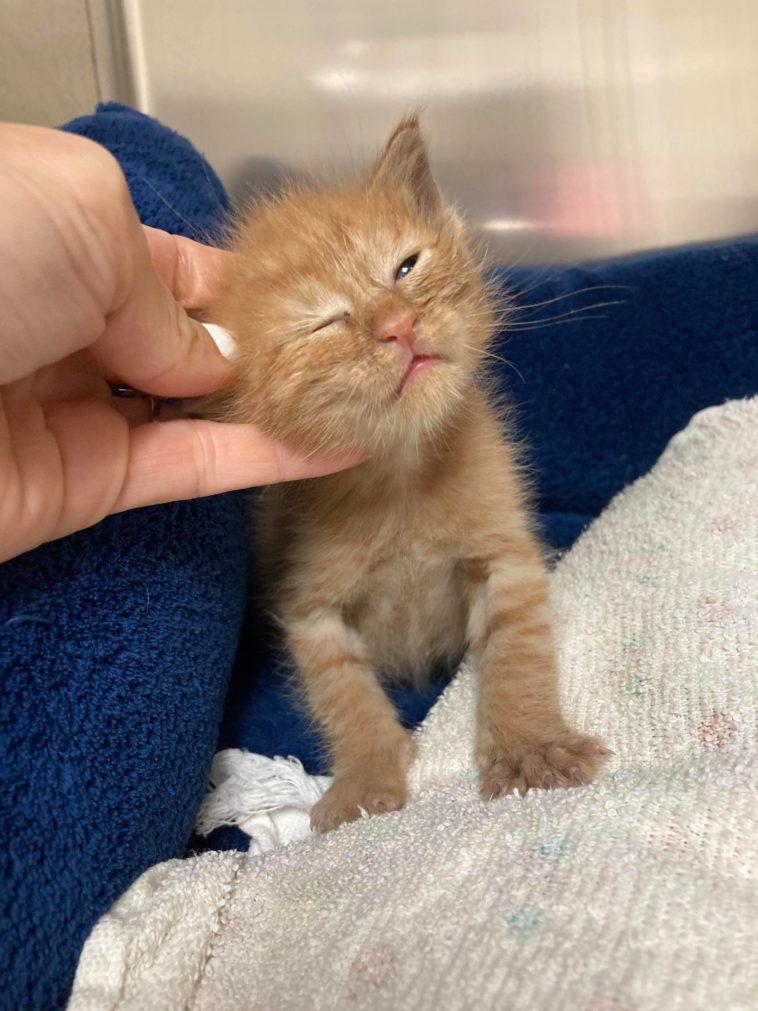 If Rescuers Refuse To Give Up On Paralyzed Kitten Mr. Fiddlesticks ...