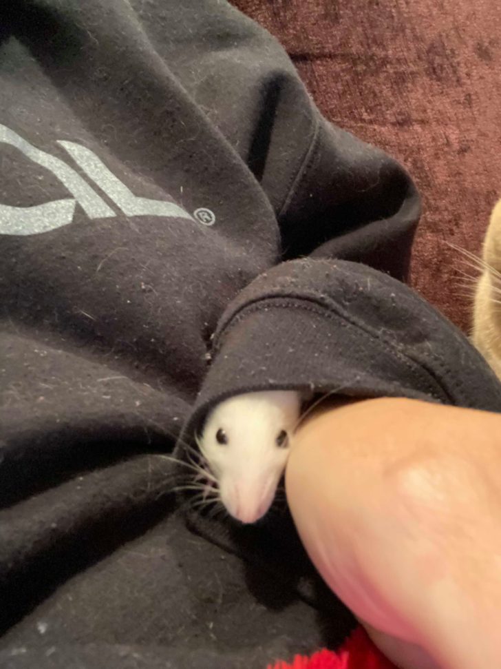 Munchkin Cat Bravely Finds A Surprising New Friend In Rescued Pet Rat ...