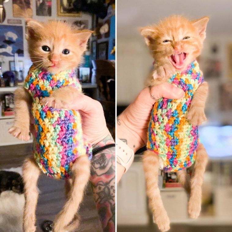 If Rescuers Refuse To Give Up On Paralyzed Kitten Mr. Fiddlesticks ...