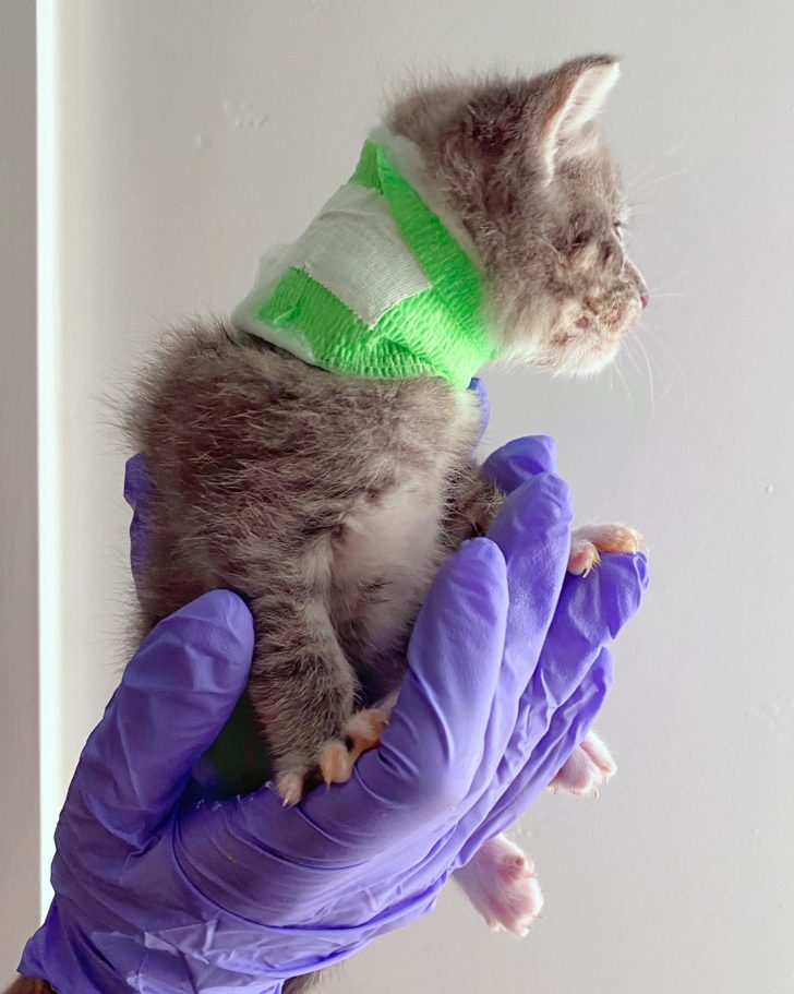 Archie Update! Kitten Almost Fully Recovered From Human Bite Neck Wound ...