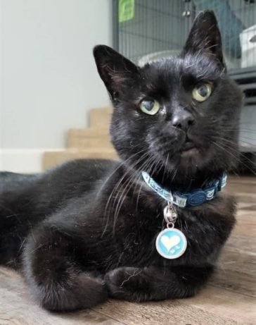 Shelters Longest Resident, Senior Cat Meece, Finally Has A Home Of Her ...