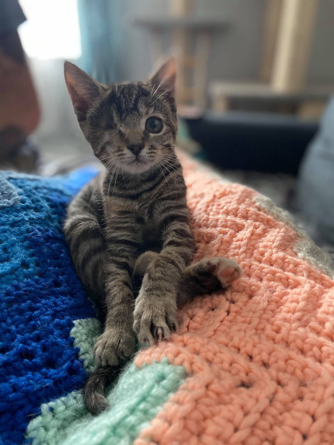 HAPPY TAIL UPDATE; Pirate Kitty Betsy Proves One Eyed Cats ARRRH Still ...