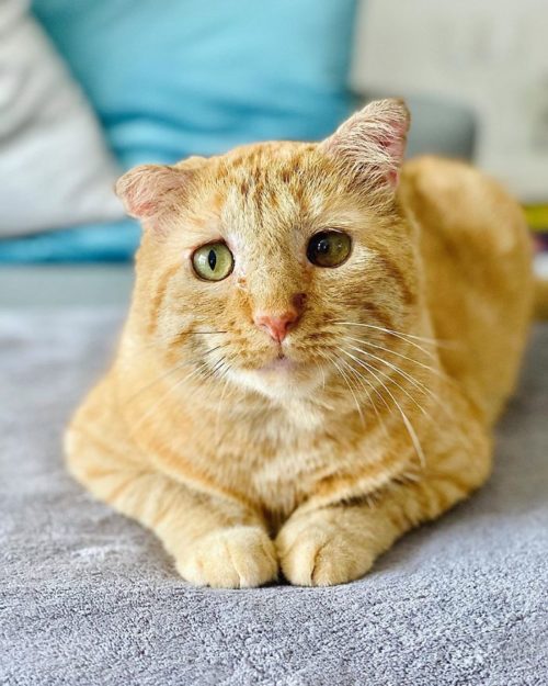 Time To Renew The Lease! Famous Sad Cat Bruce Willis A Year Later ...