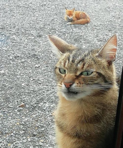 Hilarious Reactions From Animals Who Clearly Have Something To Say ...