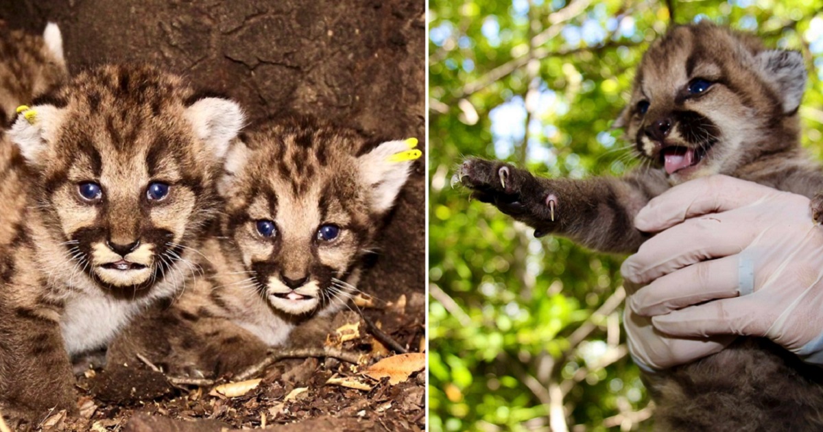 California Mountain Lion "Baby Boom" Has Our Hearts Exploding With Hope ...