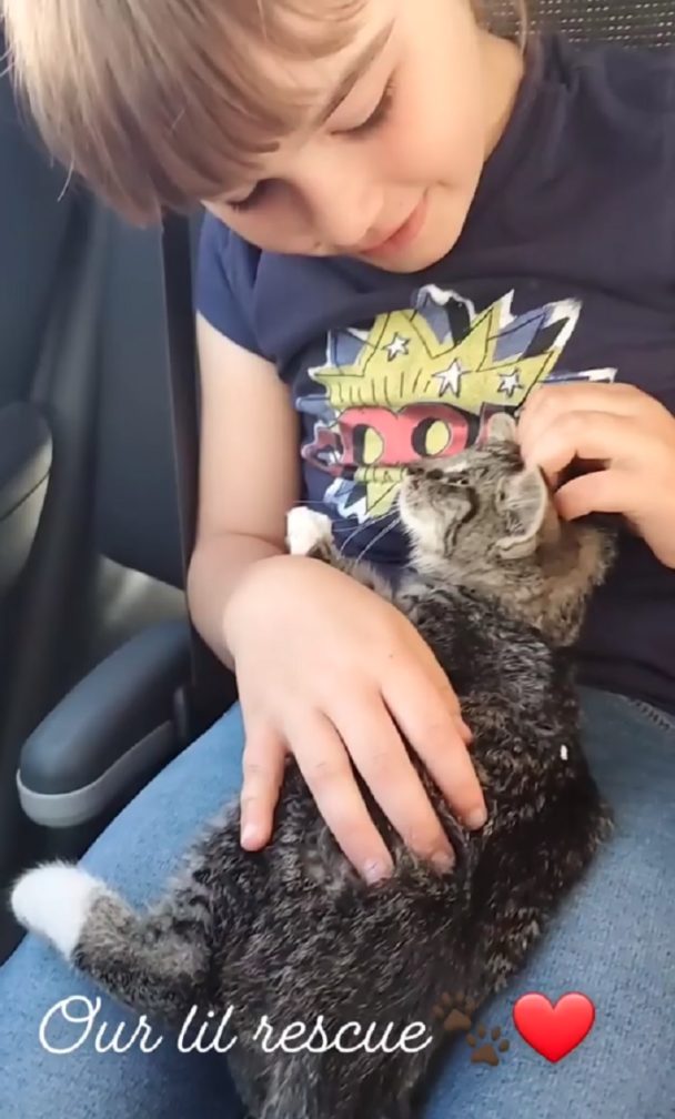 Fate Leads Woman To Kitten Tortured With Rubber Cement On His Mouth ...