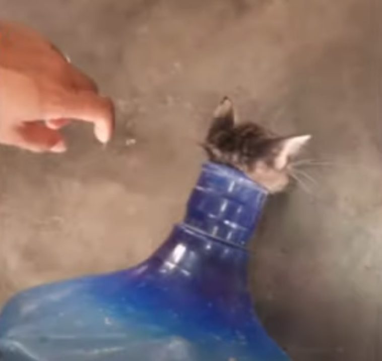 Indonesian Firefighters Save Kitten With Head Stuck In Water Jug - Cole ...