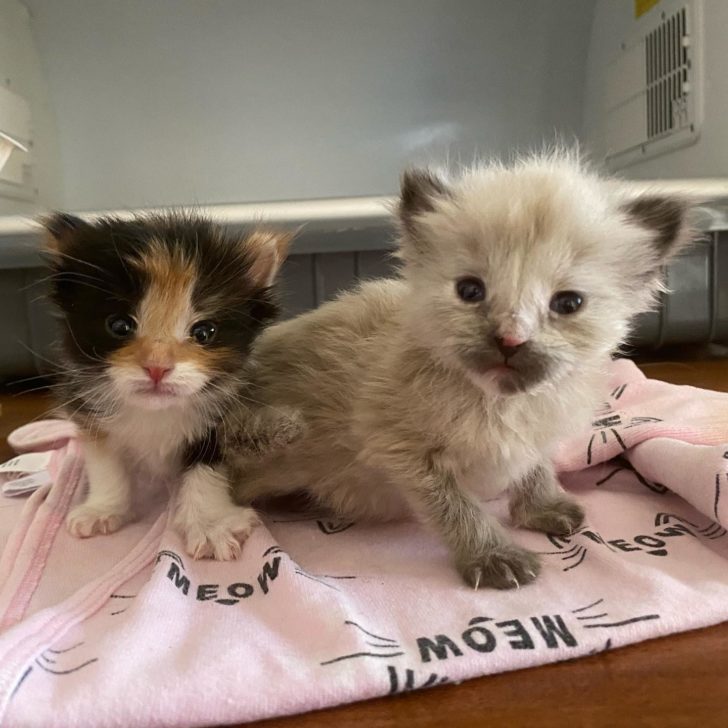 Extra Fluffy Rescued Kittens Help Give Back To Organization Before ...