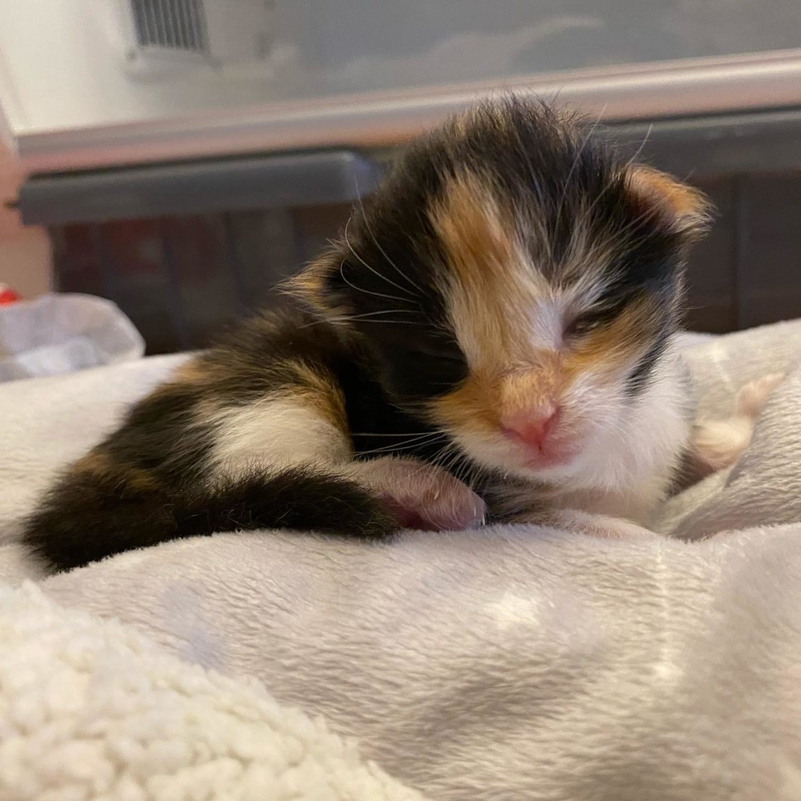 Extra Fluffy Rescued Kittens Help Give Back To Organization Before ...