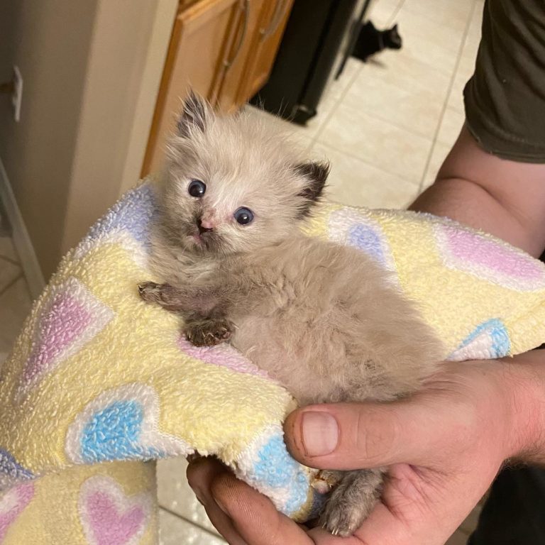 Extra Fluffy Rescued Kittens Help Give Back To Organization Before ...