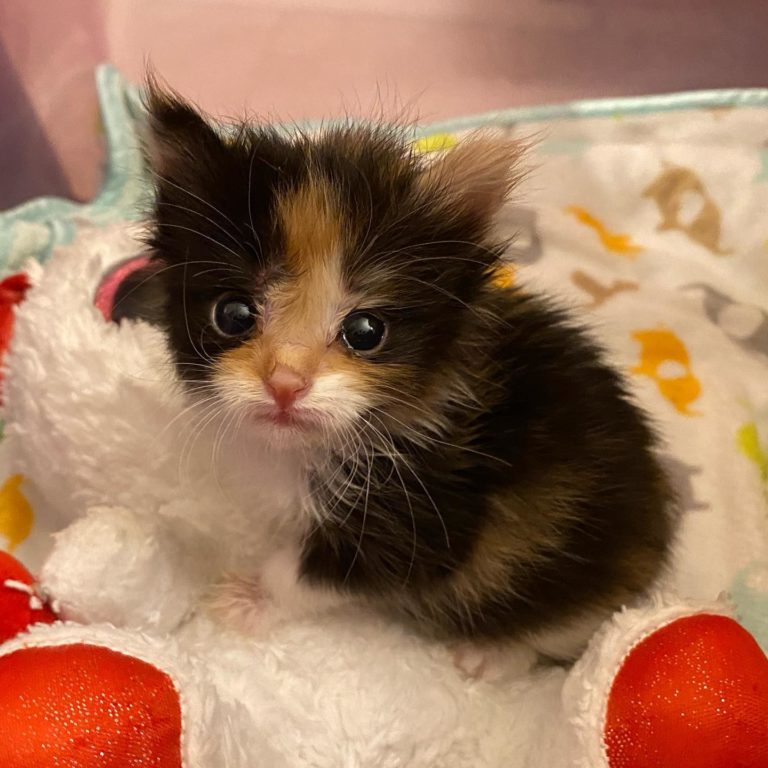 Extra Fluffy Rescued Kittens Help Give Back To Organization Before ...