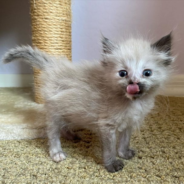 Extra Fluffy Rescued Kittens Help Give Back To Organization Before ...