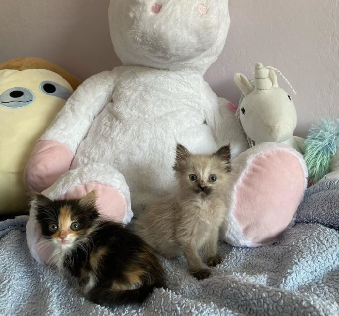 Extra Fluffy Rescued Kittens Help Give Back To Organization Before ...