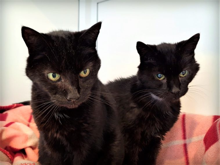 Surrendered Together At 21 Years Of Age, These Two Bonded Brother Cats ...