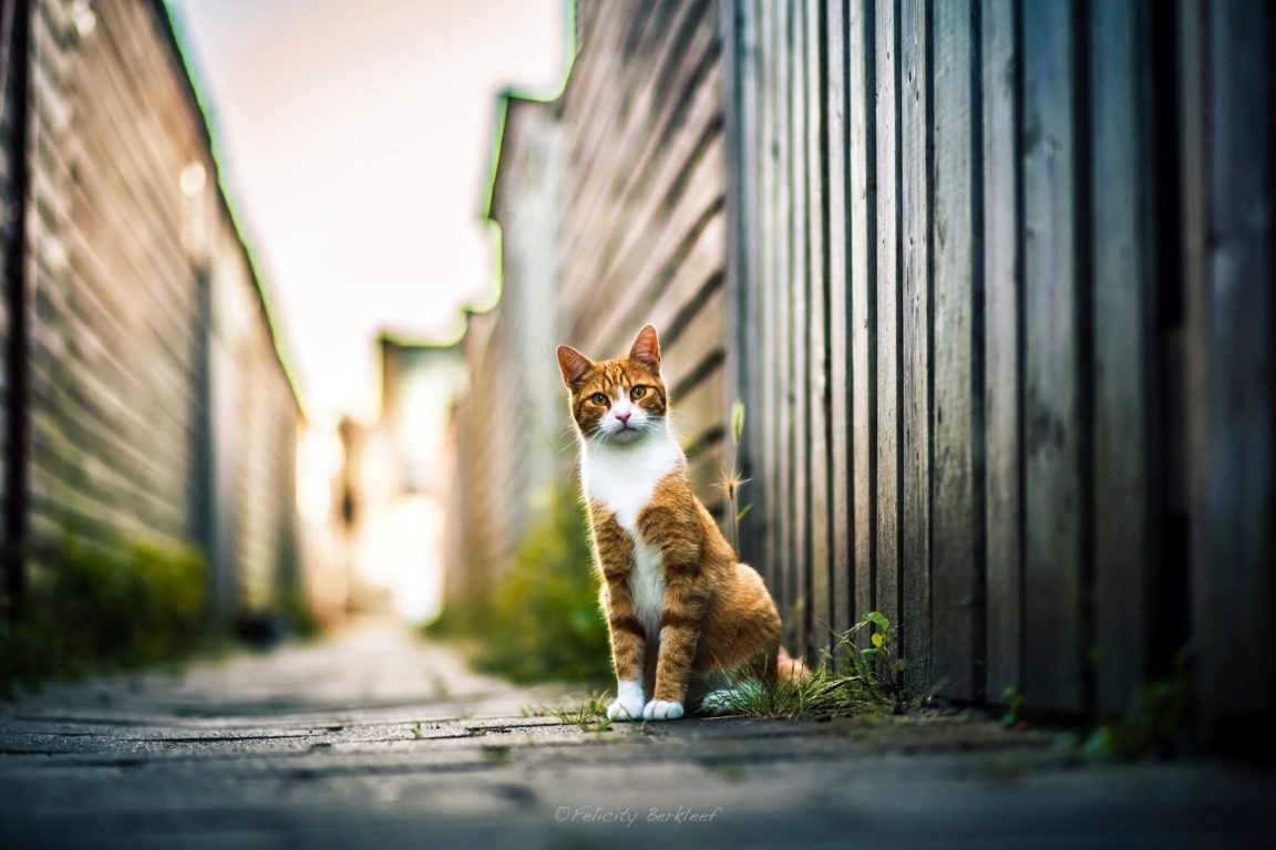 Cat Photographer In The Netherlands Is Captivating Feline Lovers - Cole ...