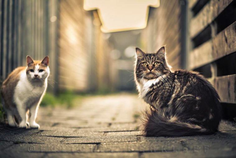 Cat Photographer In The Netherlands Is Captivating Feline Lovers - Cole ...
