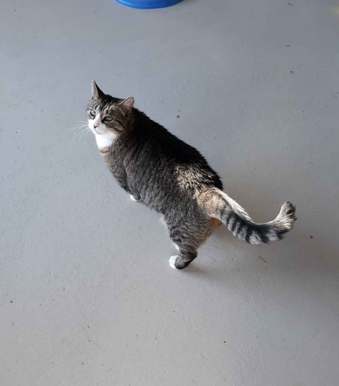 Why Did It Take OVER SIX YEARS For This Sweet Cat Jane To Be Adopted ...