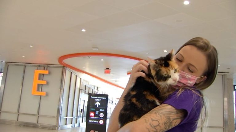 Missing Cat Spence Finds Her Way Home After an Extended Stay in Florida ...