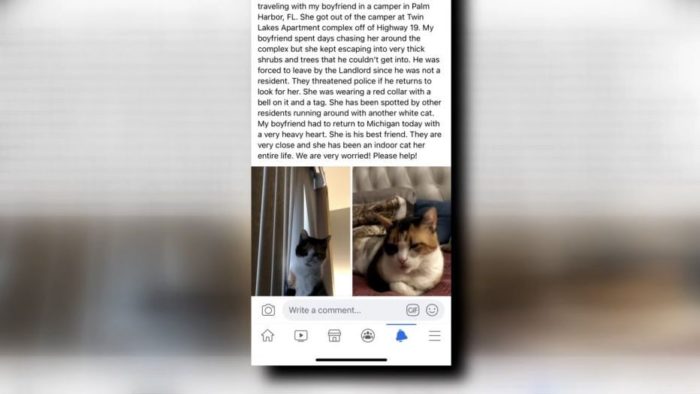 Missing Cat Spence Finds Her Way Home After an Extended Stay in Florida ...