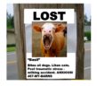 Best Lost And Found Pet Signs Help Bring Attention & Smiles To ...