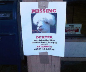 Best Lost And Found Pet Signs Help Bring Attention & Smiles To ...